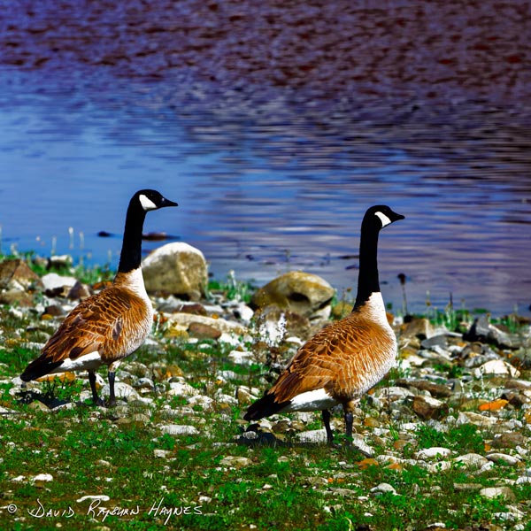 COYOTE LAKE - 5: David Rayburn Haynes - Gallery Exhibits